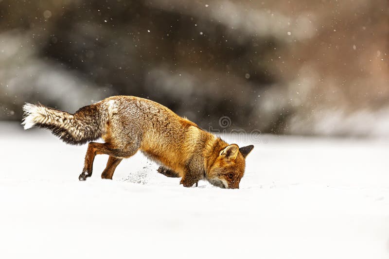 Male Red Fox (Vulpes Vulpes) Looking for Prey Under the Snow with His ...