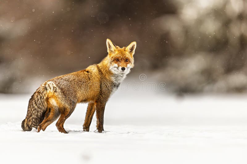 Male Red Fox (Vulpes Vulpes) Looking for Prey Under the Snow with His ...