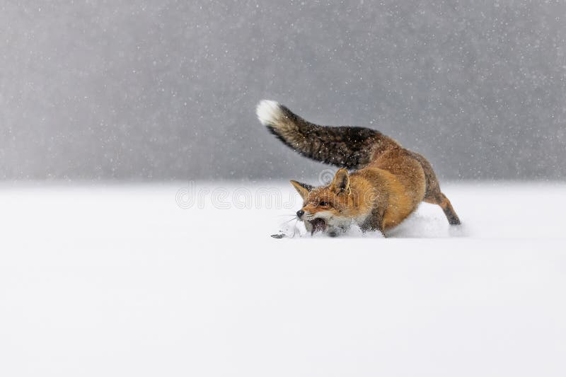 Male Red Fox (Vulpes Vulpes) Mice Hunt in the Snow Stock Photo - Image ...