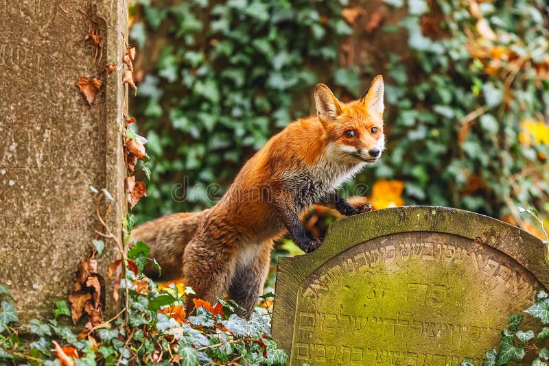 Male Red Fox Vulpes Vulpes Moving in an Abandoned Cemetery Stock Photo ...