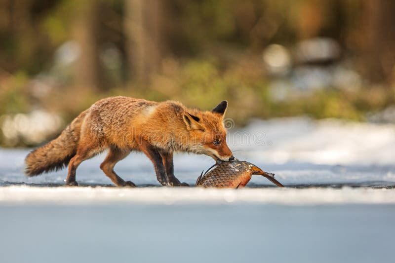 Male Red Fox (Vulpes Vulpes) Nibbles the Fish on the Ice Stock Photo ...