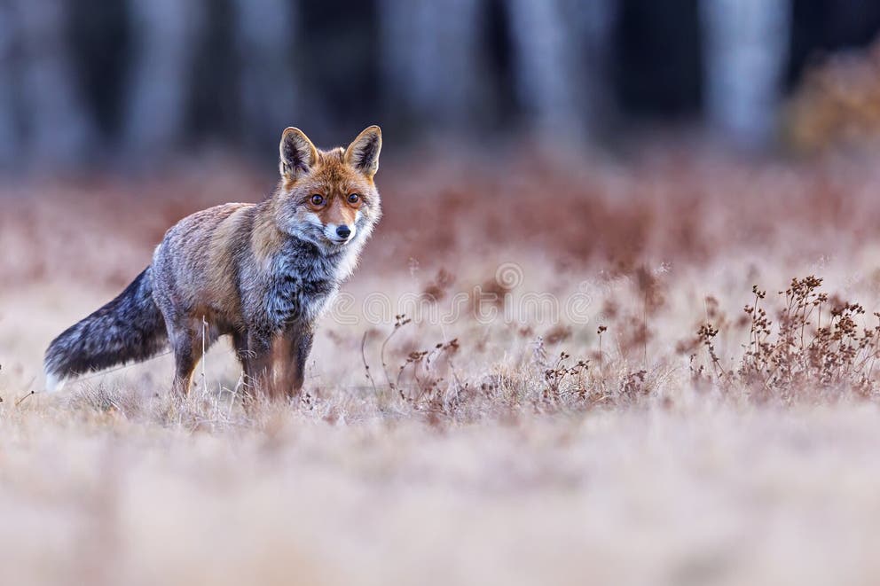 Male Red Fox (Vulpes Vulpes) in the Old Grass Stock Image - Image of ...