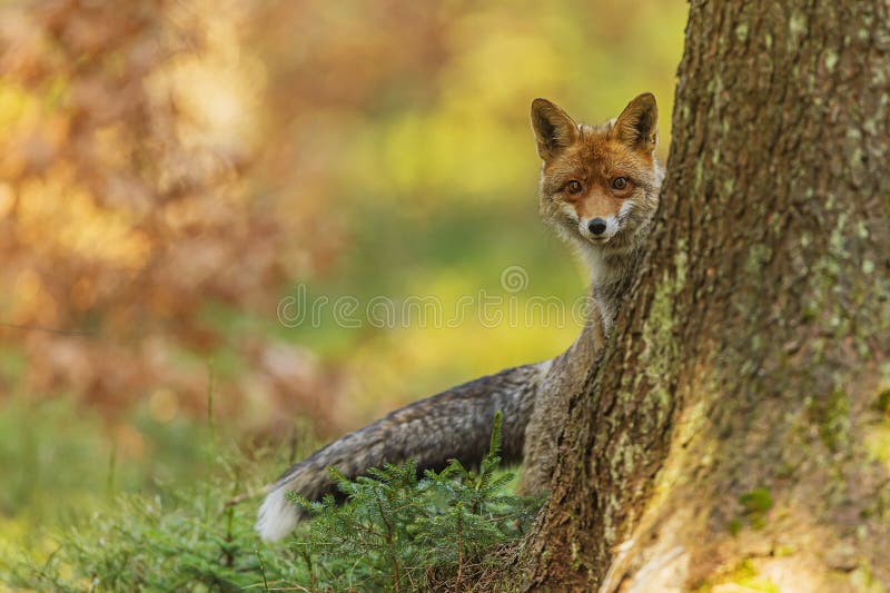 Male Red Fox (Vulpes Vulpes) Peering Curiously from Behind a Tree Stock ...