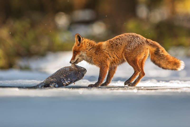 Male Red Fox (Vulpes Vulpes) Pulling a Fish Across a Lake of Ice Stock ...
