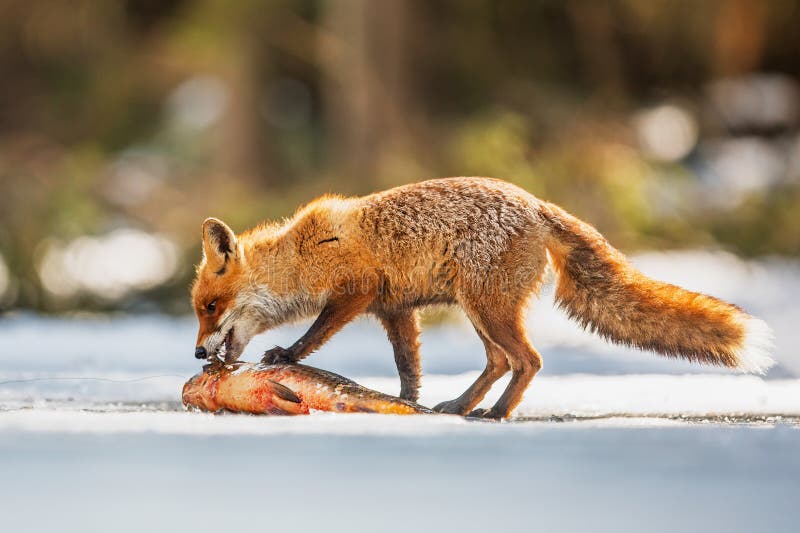 Male Red Fox (Vulpes Vulpes) Pulling a Fish Across a Lake of Ice Stock ...