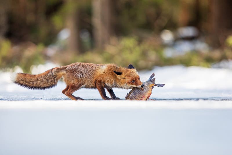 Male Red Fox (Vulpes Vulpes) Pulls the Fish Off the Ice Stock Image ...