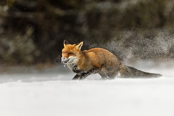 Male Red Fox (Vulpes Vulpes) Quickly Catching a Mouse Stock Photo ...