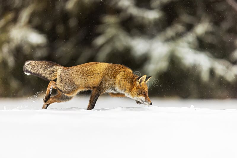 Male Red Fox (Vulpes Vulpes) Running Fast after Prey Stock Image ...