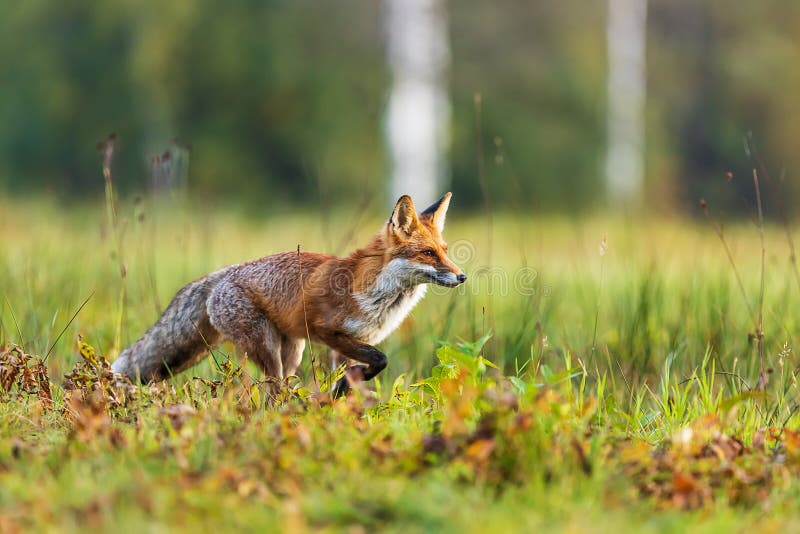Male Red Fox Vulpes Vulpes Running through the Meadow Stock Image ...