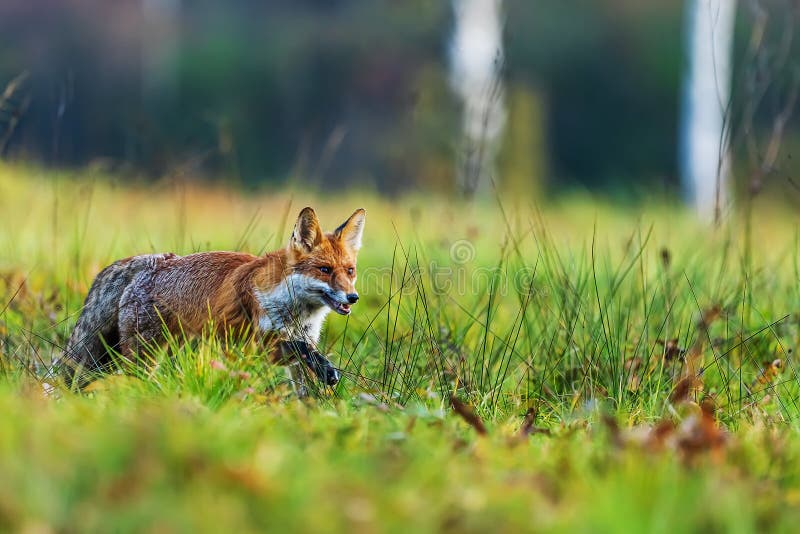 Male Red Fox Vulpes Vulpes Running through the Meadow Stock Photo ...