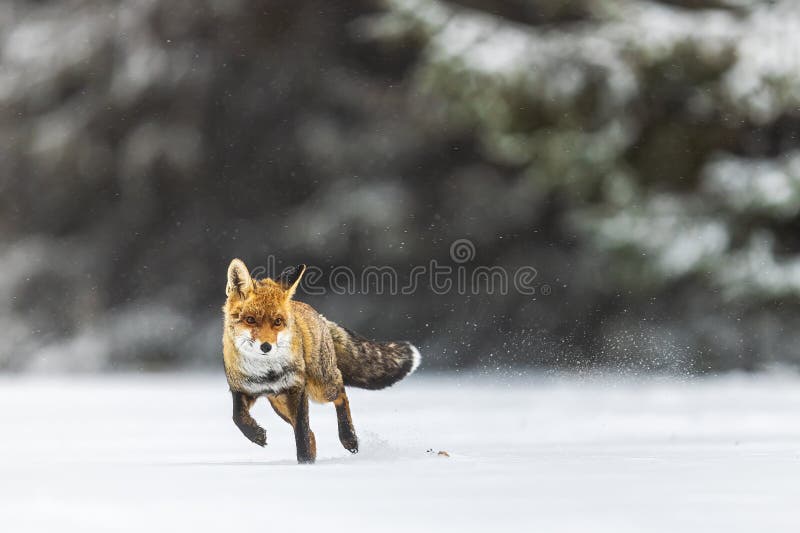 Male Red Fox (Vulpes Vulpes) Running in the Snow Stock Image - Image of ...