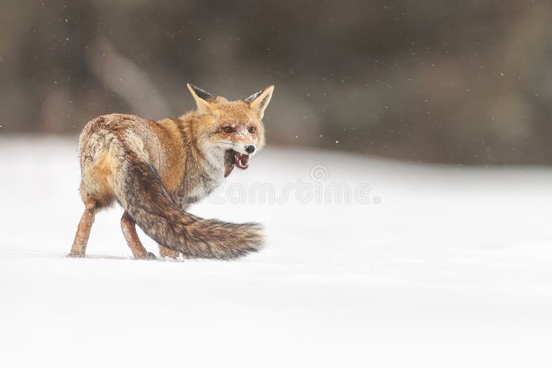 Male Red Fox (Vulpes Vulpes) he S Got a Mouse Stuck in His Mouth Stock ...