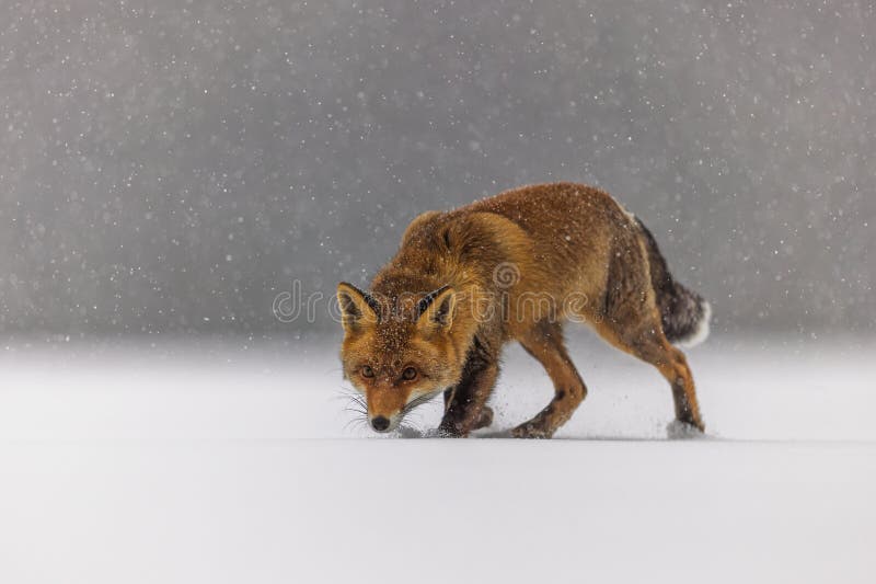 Male Red Fox Vulpes Sniffing Snow Stock Photos - Free & Royalty-Free ...