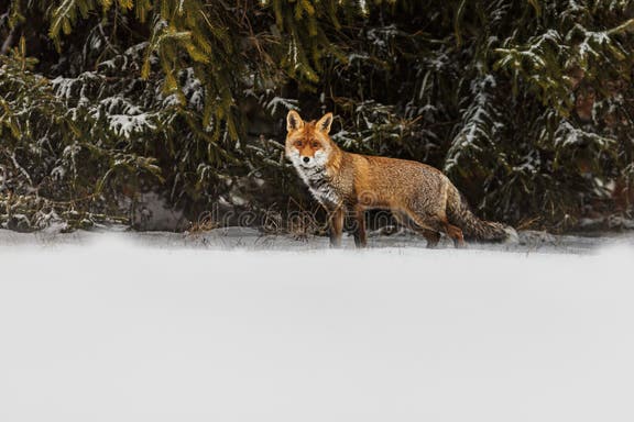 Male Red Fox (Vulpes Vulpes) in the Snow by the Forest Stock Image ...