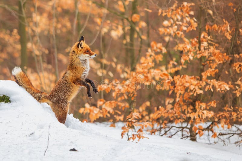 Male Red Fox (Vulpes Vulpes) Standing on the Back Stock Image - Image ...