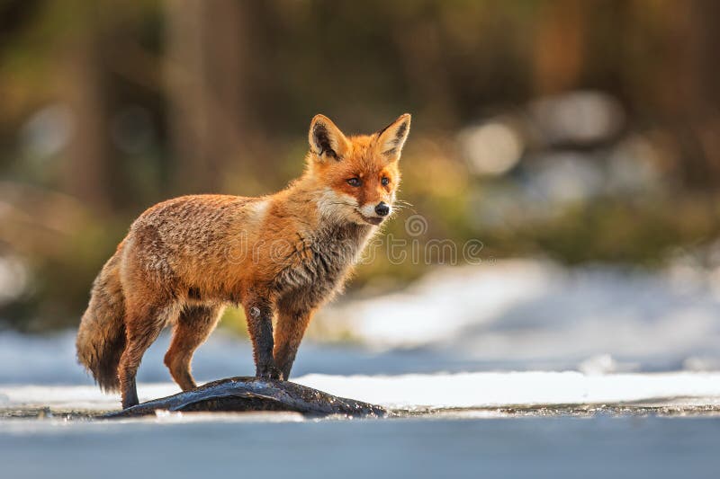 Male Red Fox (Vulpes Vulpes) Standing Over His Fish on the Ice Stock ...