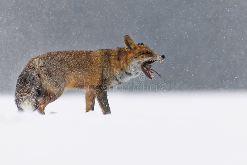 Male Red Fox (Vulpes Vulpes) Swallows a Hunted Rodent Stock Image ...