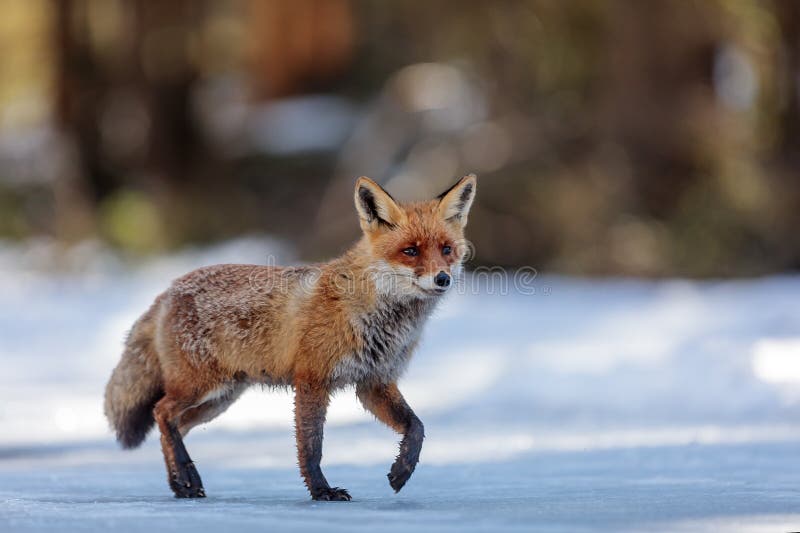 Male Red Fox (Vulpes Vulpes) Walking on Frozen Water Stock Photo ...