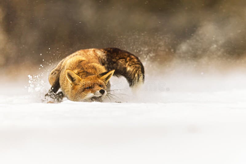 Male Red Fox (Vulpes Vulpes) Wants To Catch a Mouse Stock Image - Image ...