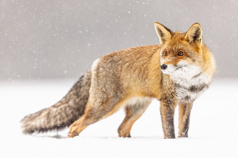 Male Red Fox (Vulpes Vulpes) on a Winter Day in the Snow Stock Photo ...