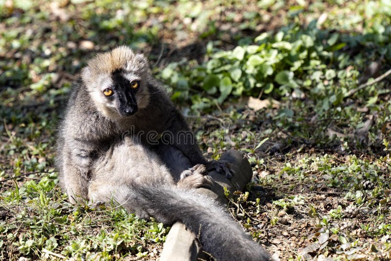 Red-fronted Lemur, Eulemur Fulvus Rufus, Sits on a Fallen Branch and ...