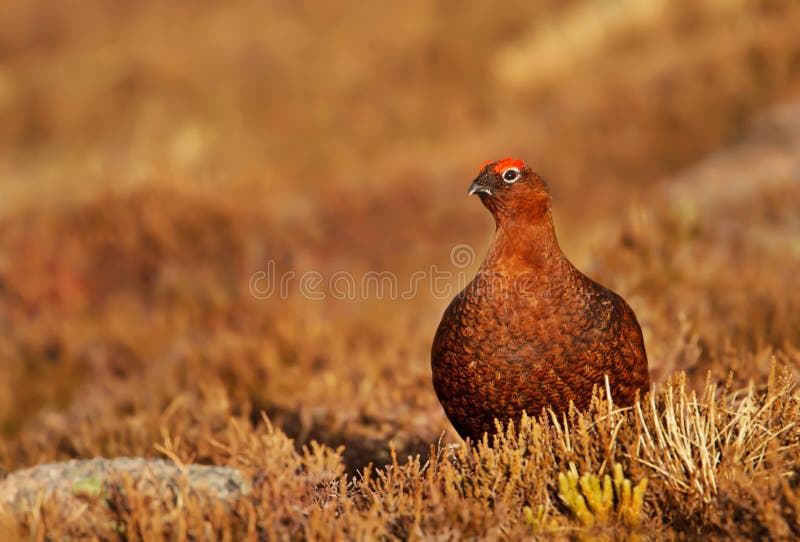 Male Red Grouse in the Field of Heather Stock Photo - Image of heather ...