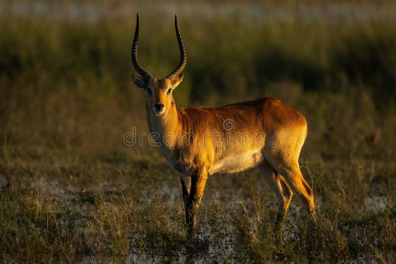 Male Red Lechwe Stands in Floodplain Staring Stock Photo - Image of ...