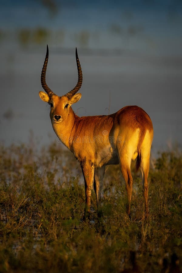 Male Red Lechwe Stands Staring in Floodplain Stock Image - Image of ...