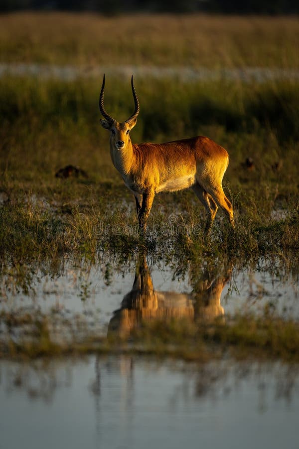 Male Red Lechwe Stands Staring in Marshes Stock Image - Image of stands ...