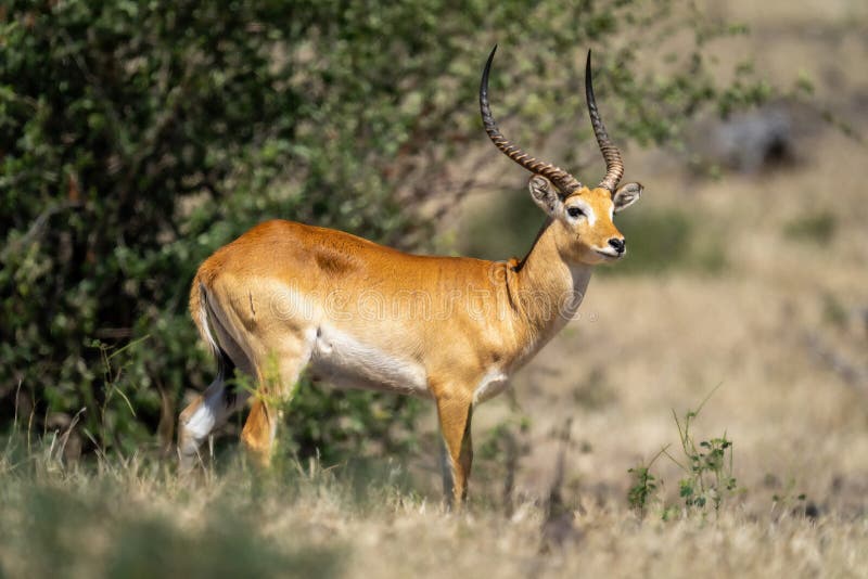 Male Red Lechwe Stands Turning Towards Camera Stock Photo - Image of ...