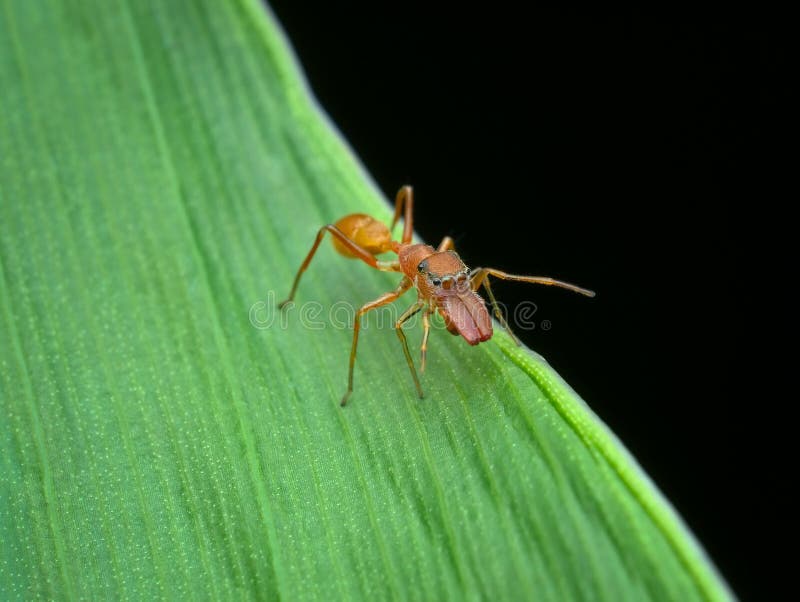 Male Red Mimic Ant Spider on the Leaf Stock Image - Image of nature ...