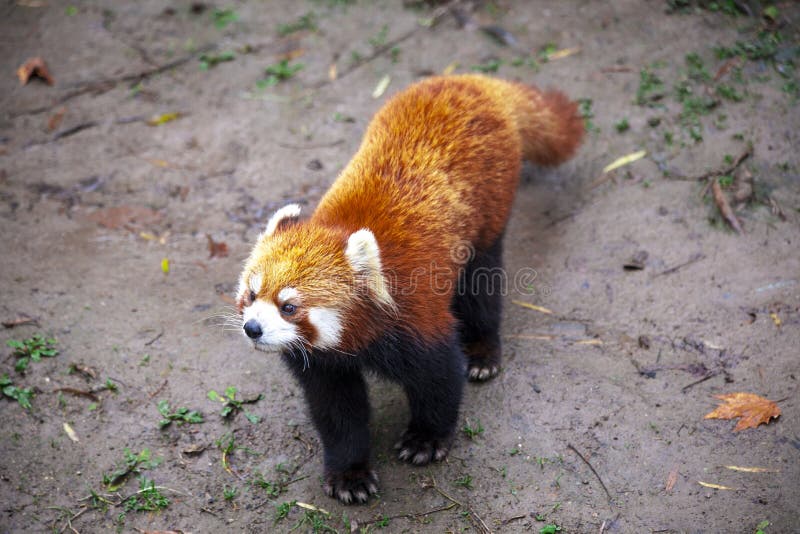 173 Redpanda Stock Photos - Free & Royalty-Free Stock Photos from ...
