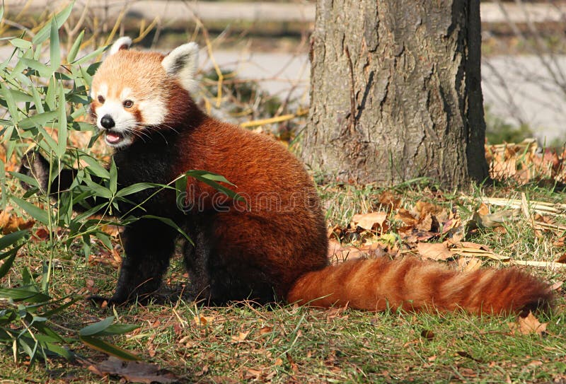 Male Red Panda Nibbling on Bamboo Stock Photo - Image of panda, leaf ...