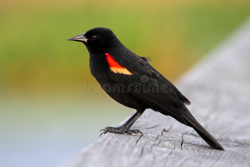 Male Red-winged Blackbird stock photo. Image of wildlife - 27955686