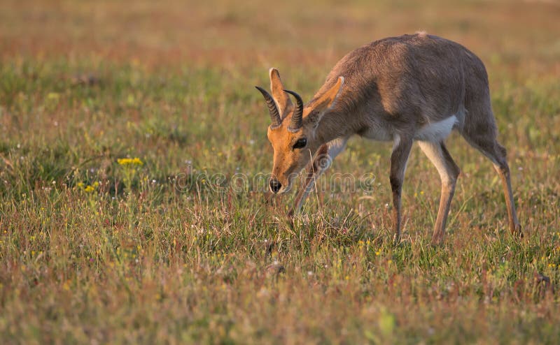 Mountain Reedbuck Antelope stock image. Image of buck - 35846685