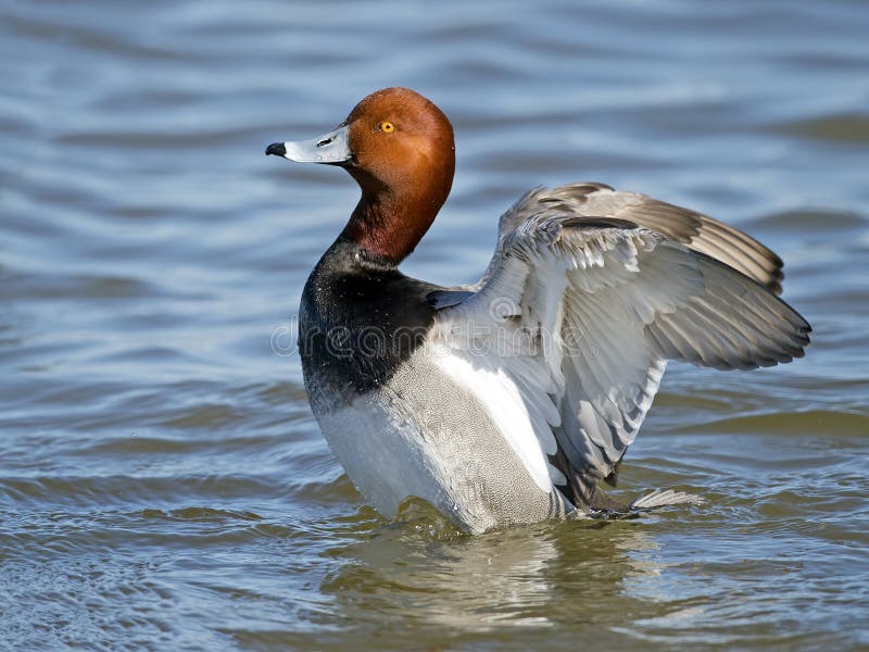 Female Redhead Duck Wing