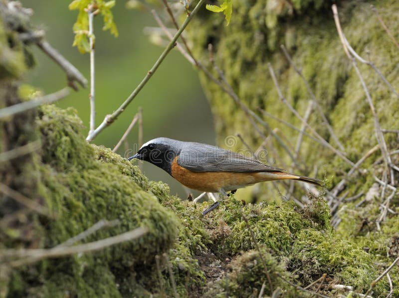 Male Redstart Bird Preening Its Feathers after a Bath in the Lake Stock ...