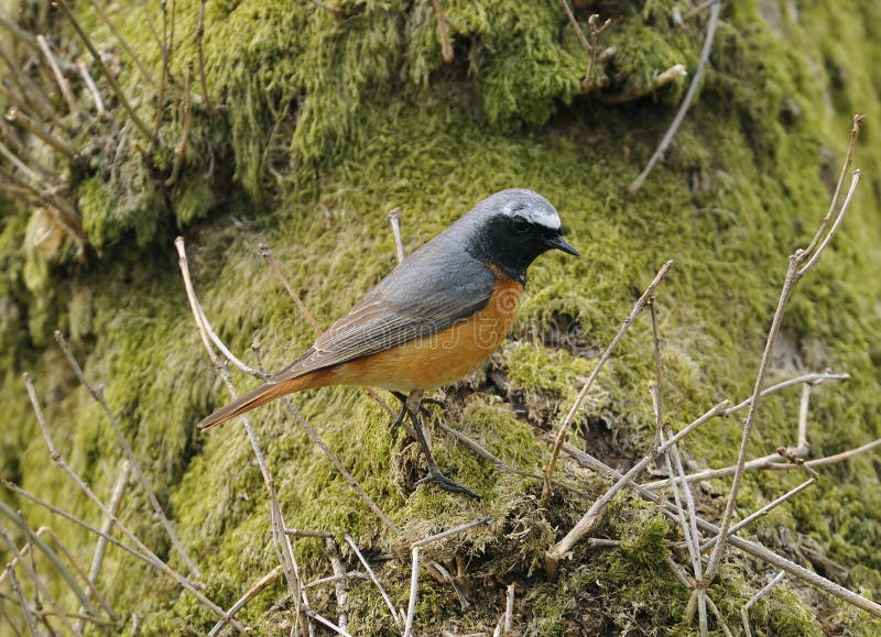 Black redstart stock image. Image of ochruros, redstart - 35052905