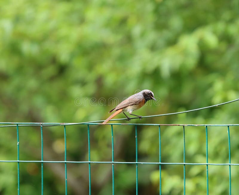 Male redstart, small bird stock image. Image of nature - 222554261