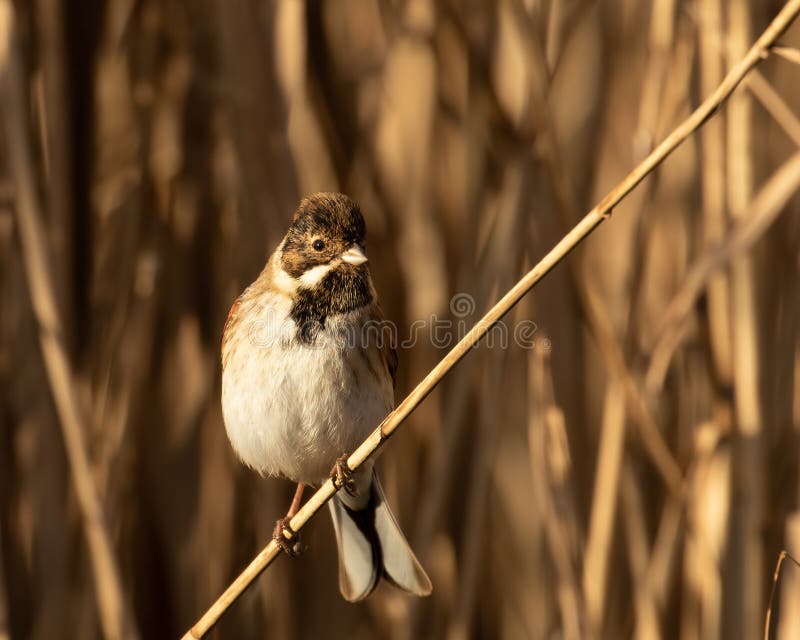 Male Reed Bunting Emberiza Schoeniclus Stock Photo - Image of ...