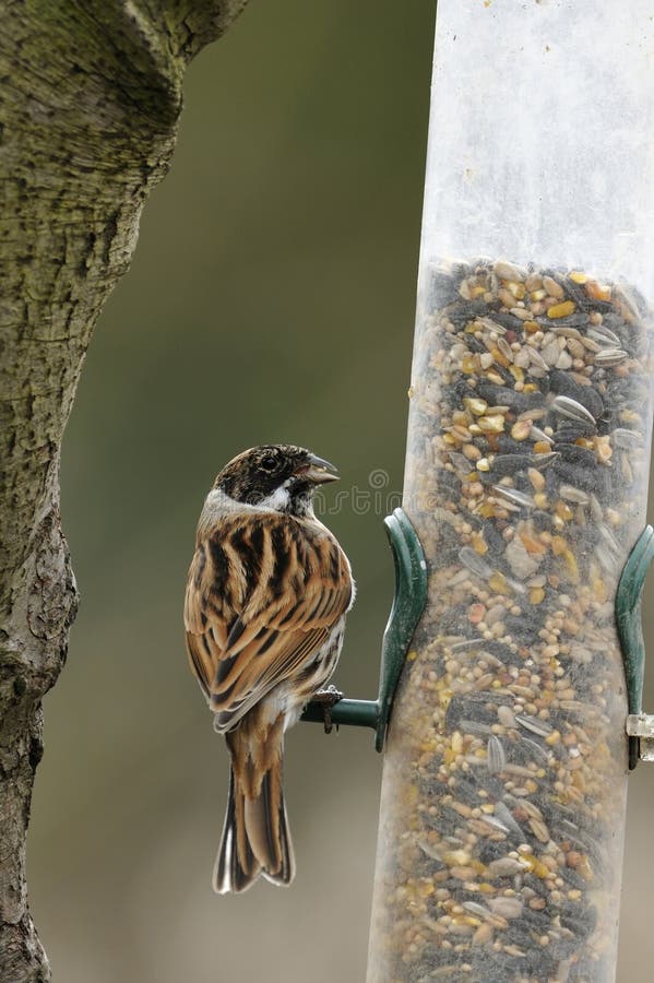 Male Reed Bunting on Feeder Stock Photo - Image of gloucestershire ...