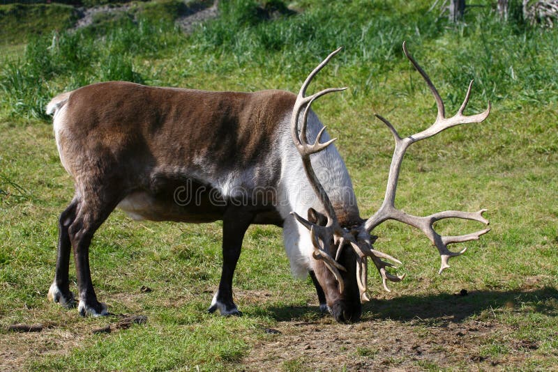 A Male Reindeer or Caribou Grazing Stock Image - Image of rudolf, male ...