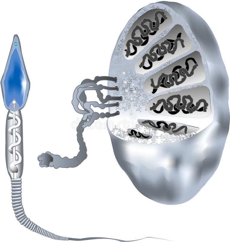 Male Reproduction Stock Illustrations – 3,950 Male Reproduction Stock ...