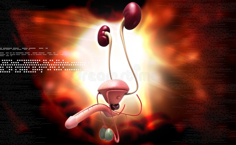 Male reproductive system stock illustration. Illustration of body ...