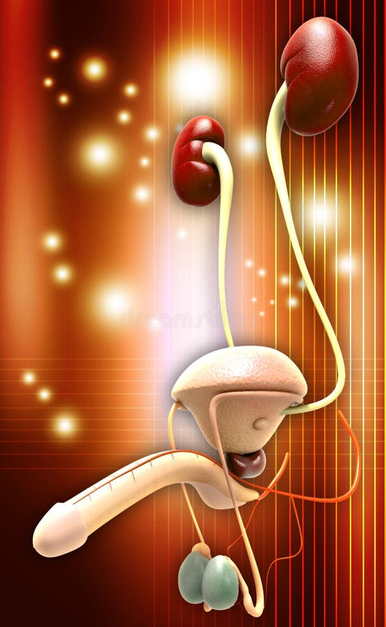 Penis Clipart Stock Illustrations 59 Penis Clipart Stock