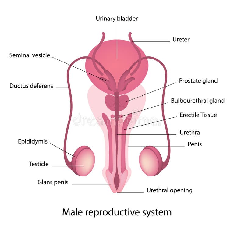 Male Reproductive System Stock Illustrations 2 559 Male Reproductive