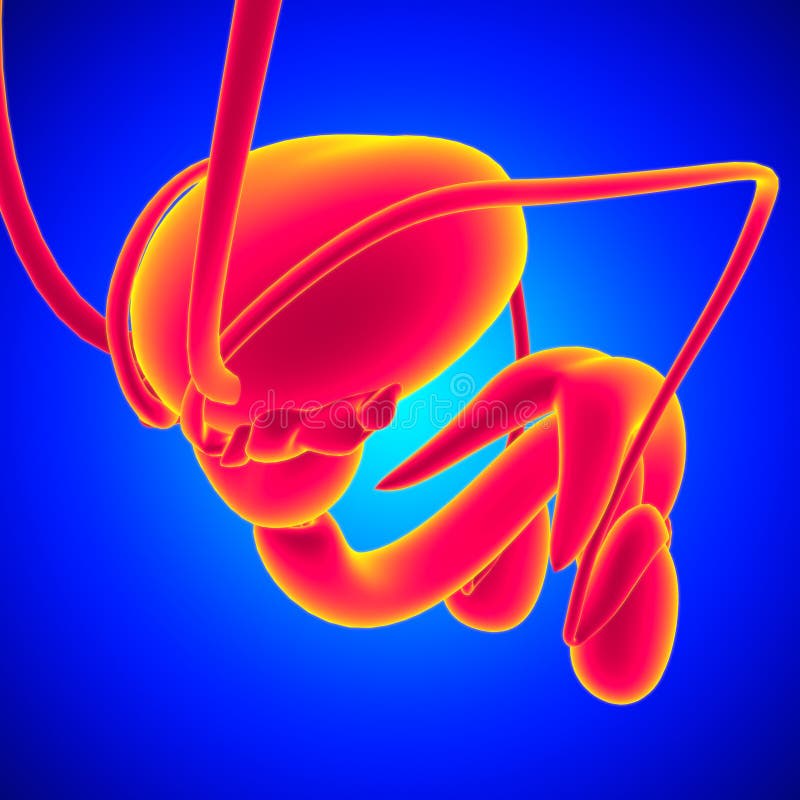 Male Reproductive System Anatomy For Medical Concept 3d Rendering Stock