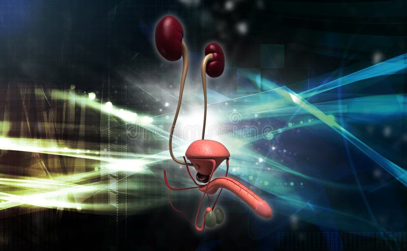 Male Reproductive System Stock Illustrations – 2,502 Male Reproductive ...