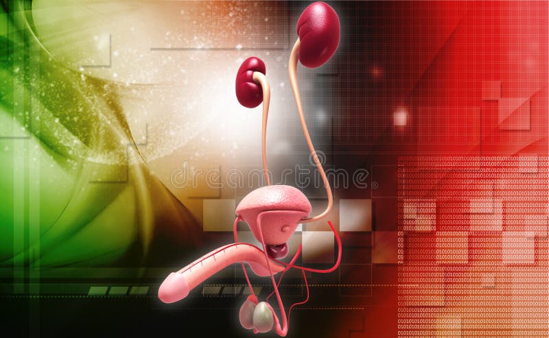 Male reproductive system stock photo. Image of reproductive - 34946248