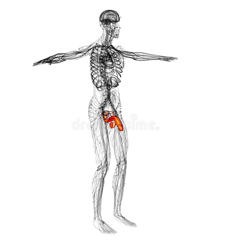 Male reproductive system stock illustration. Illustration of health ...